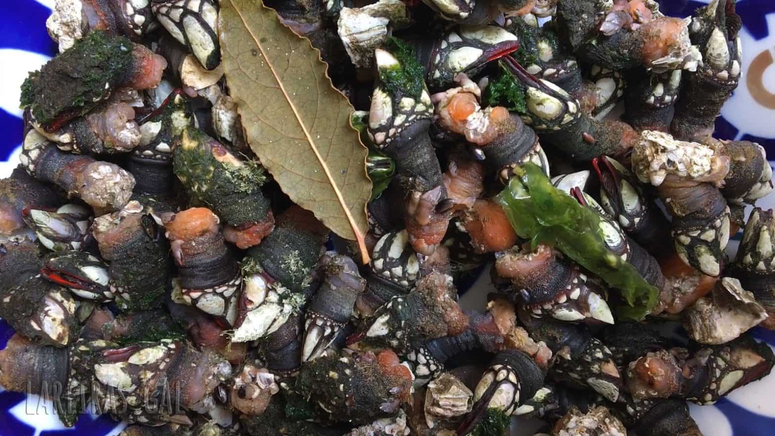 Percebes | Receta | Lareira